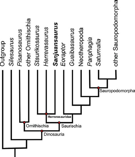 Single Most Parsimonious Tree Mpt Resulting From The Present