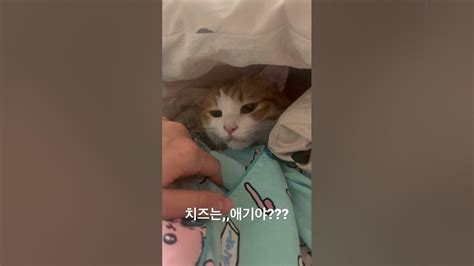 집사 배 위에 누워있는 나른한 고양이 고양이 치즈태비 코숏 Youtube