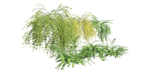 흰색 배경 3d 일러스트에 고립 된 등반 식물 크리퍼 3차원 형태에 대한 스톡 사진 및 기타 이미지 3차원 형태 덩굴 0