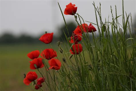 Bunga Poppy Merah Berbunga Foto Gratis Di Pixabay Pixabay