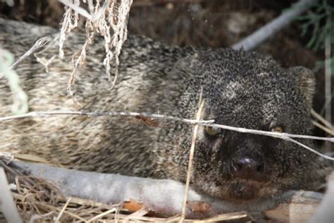 יופי של טבע ישראלי אתר החדשות דבר