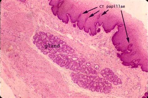 Histology At Siu