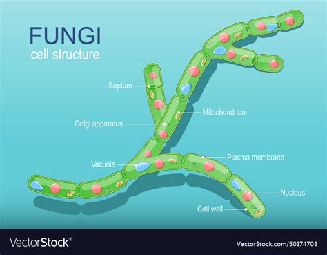 Fungi Cell Structure Royalty Free Vector Image