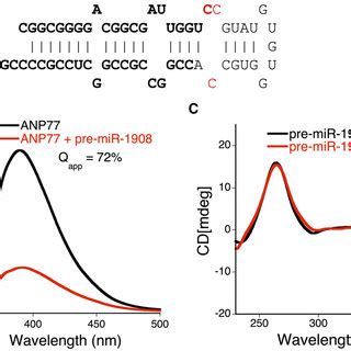 A Stem Loop Structure Of Pre MiR Involving Internal Loop Of C CC Download Scientific