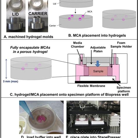 Overview Of EOC MCA Compression Via Flexcell Compression Plus A Two Download Scientific