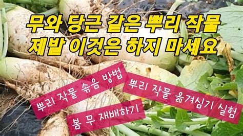 무 옮겨 심기 해 말어 봄무재배로 옮겨 심기 실험 Youtube