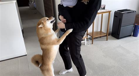 豆柴福ちゃん富くん on Twitter ピチピチ跳ねる富くん