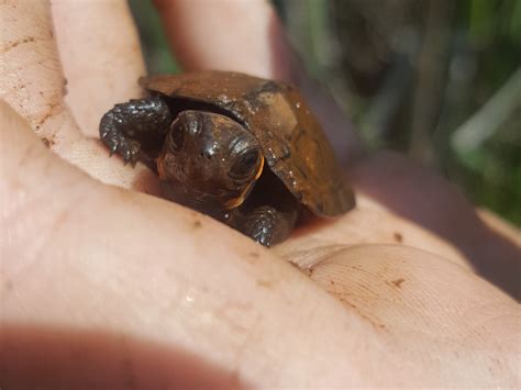 Three Years Two Cows And Twenty Five Bog Turtles — Hudsonia Ltd