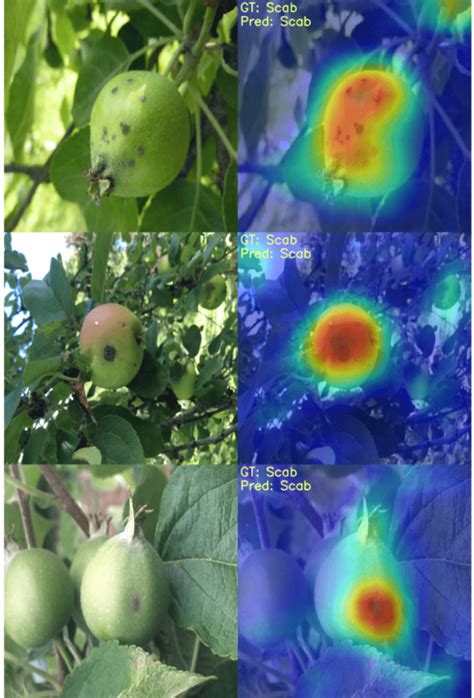 Apple Fruit Scab Recognition Using Deep Learning And Pytorch