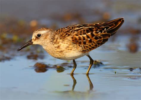 最少矶鹞水鸟calidris Minutilla或窥视 库存图片 图片 包括有 沼泽 突出 58442393