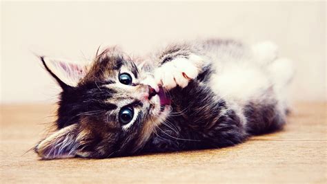 тапети черно нос мустаци кожа око коте 1920x1080 пиксела гръбначен орган наблизо