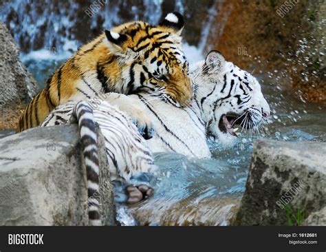 White Tiger Orange Image & Photo (Free Trial) | Bigstock