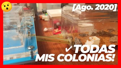 Estas Son Todas Mis Colonias De Hormigas Repaso 2020 Antmeet Youtube