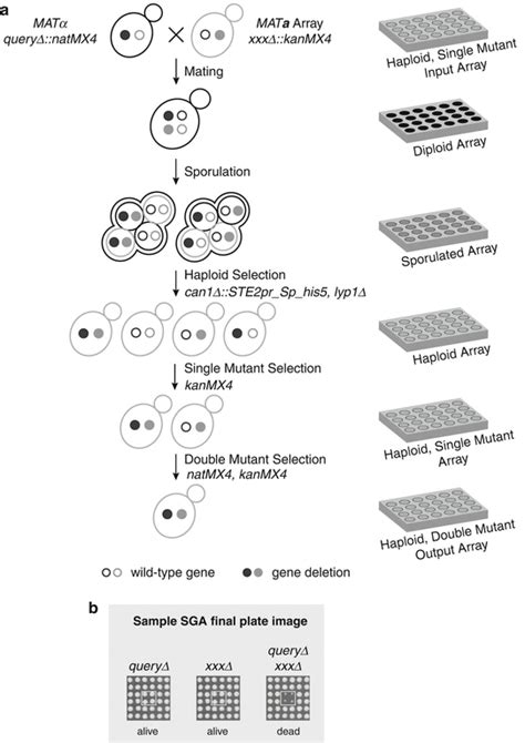 Synthetic Genetic Array Analysis For Global Mapping Of Genetic Networks