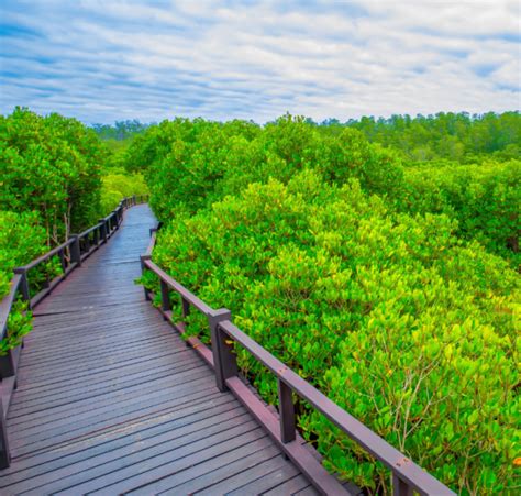 Taman Mini Hutan Dengan Jalan Kayu Desain Id
