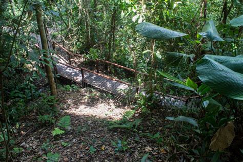 Trekking Path Heading Towards The Tree Canopy In Kinabalu Park Poring