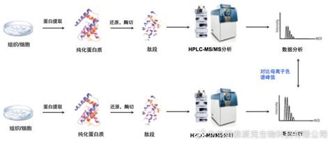 蛋白质质谱分析：多肽结构鉴定的新视角 质谱仪 蛋白质 质谱 新浪新闻