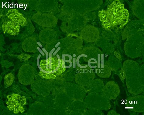 Synaptopodin Synpo Antibody Bicell Scientific®