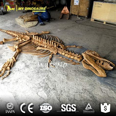 Dinosaur Exhibition Dinosaur Games Dig Out Dinosaur Bone