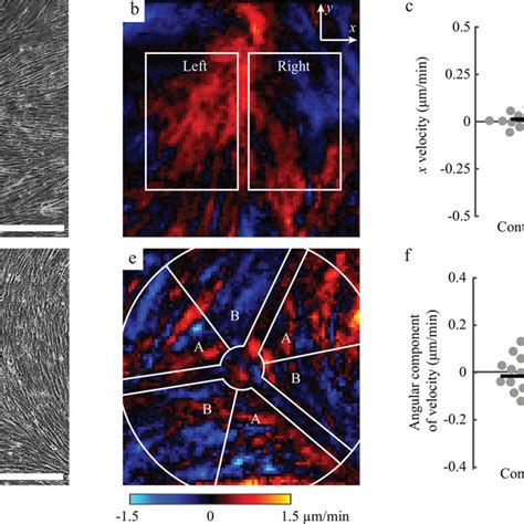 Topological Defects In The Mesothelial Cell Layer A Representative