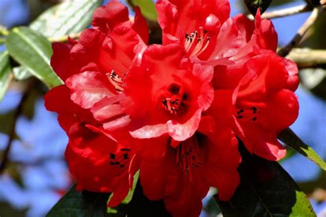 Rhododendron National Flower Of Nepal Nepal Database