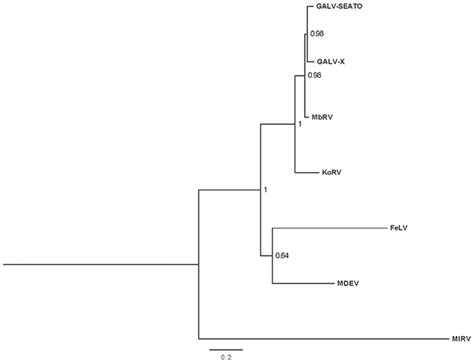 Phylogenetic Tree For Concatenated Pol Sequences Bayesian Inference