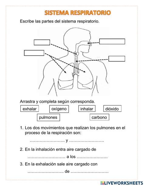 Sistema Respiratorio Online Exercise For Tercero De Primaria Bilarasa