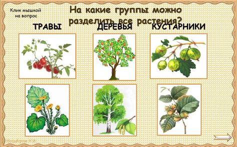 Дикорастущие и культурные растения презентация онлайн