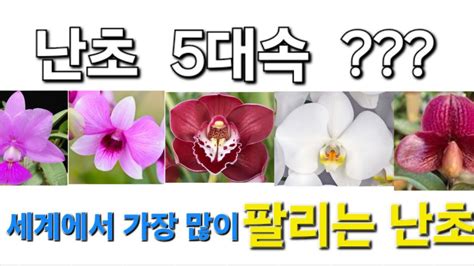 전 세계에서 가장 많이 팔리는 난초 난초 5대속 ~ 난 팔아요 Youtube