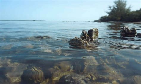 Mud Flats Versus Grass Flats How To Identify Them On A Satellite