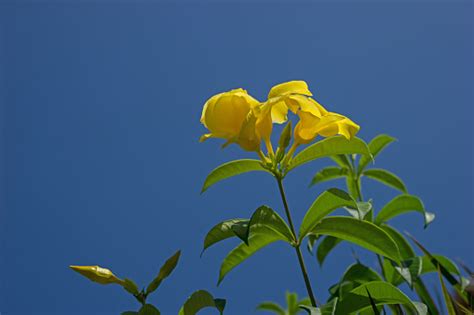 Bunga Allamanda Kuning Di Taman Di Depan Langit Biru Foto Stok Unduh Gambar Sekarang Istock