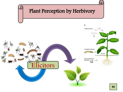 Tritrophic Interactions Mediated By Herbivore Induced Plant Volatile…
