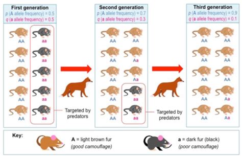 Biology Chapter 16 How Populations Evolve Flashcards Quizlet