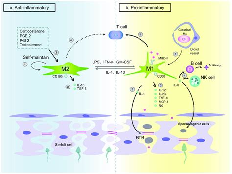 Regulation Of Testicular Macrophages In Physiological Conditions Download Scientific Diagram