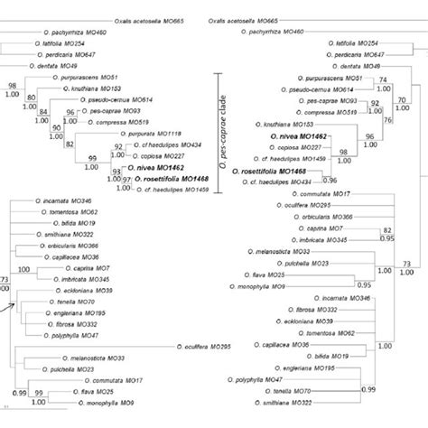 bayesian analyses 50 majority rule consensus trees parsimony