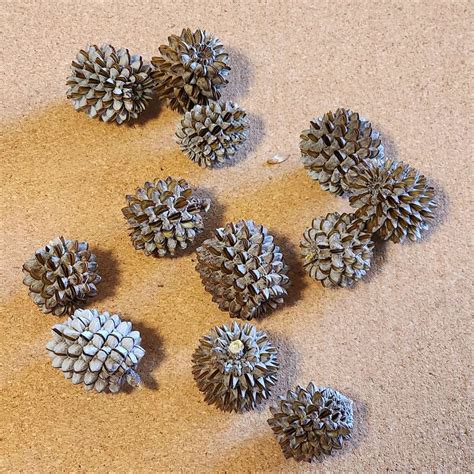 Free 10 Desert Sheoak Ininti Traders