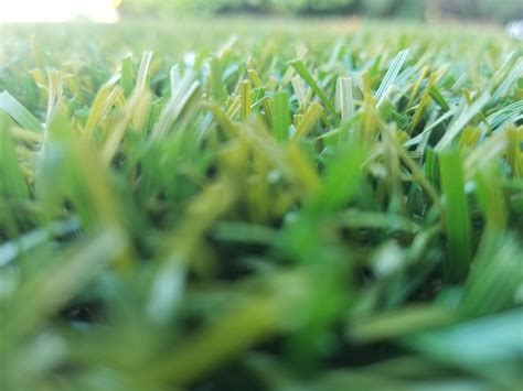 Grass Pinterest Raspberrykitty9 Herbs Green Grass