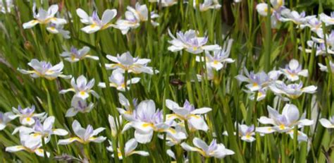 Dietes Grandiflora Care And Growing Guide