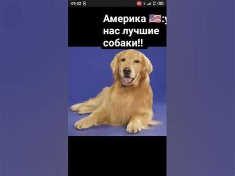 собаки Америки V/S собаки России #страны #смешно #мемы #сша #россия ...