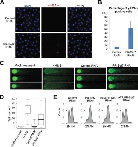PR Set7 Maintains Genome Integrity A Depletion Of PR Set7 By RNAi Download Scientific