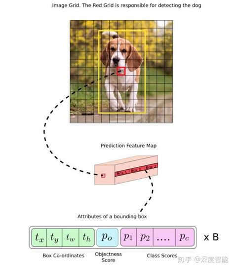 从零开始实现yolo V3（part1） 知乎