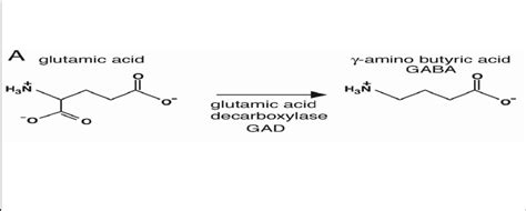 C Biosynthesis Of Gaba Download Scientific Diagram