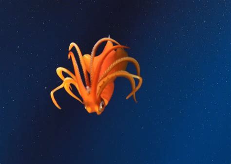 Lesmateriaal Over Diepe Zee