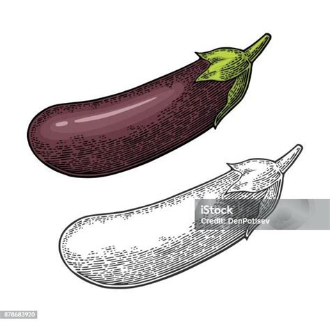 가지입니다 벡터 컬러 빈티지 새겨진된 그림 흰색 배경에 고립 가죽에 대한 스톡 벡터 아트 및 기타 이미지 가죽 가지 채소