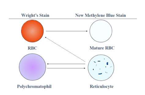 Approach To Classification Of Anemias Flashcards Quizlet