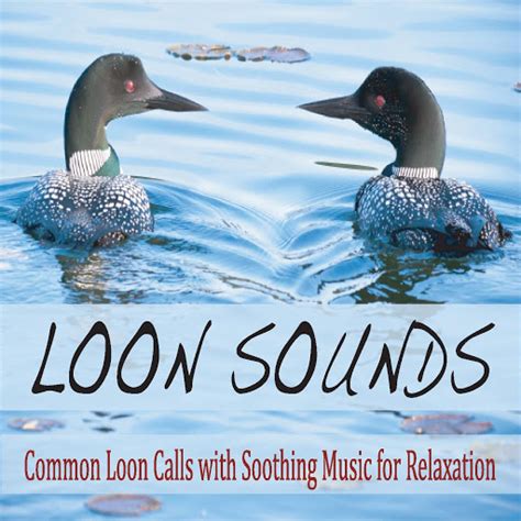 Loon Sounds With Soothing Music For Relaxation Youtube Music
