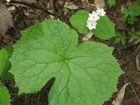 透明な花サンカヨウってどんな花見られる時期や場所育て方までご紹介 バラと小さなガーデンづくり