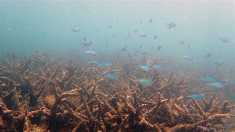 Global Warming Is Making Ocean Heat Waves Longer Slowing Down Currents