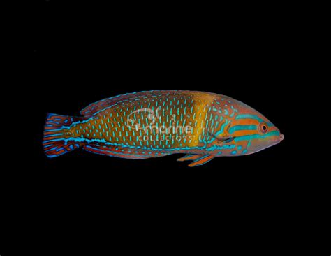 Femininus Wrasse Marine Collectors