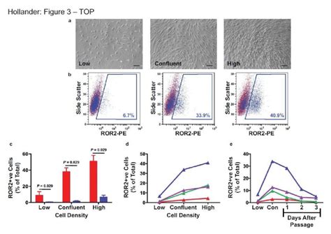 Up‐regulation Of Ror2 Protein Expression By Increased Cell Density